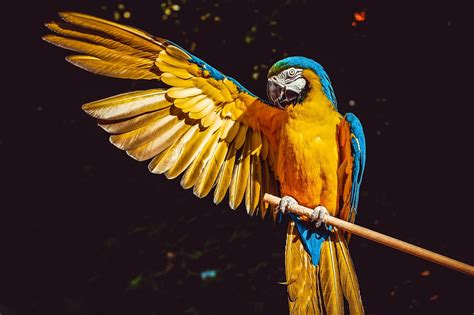 Birds Feathers Parrots Free Photo On Pixabay Pixabay