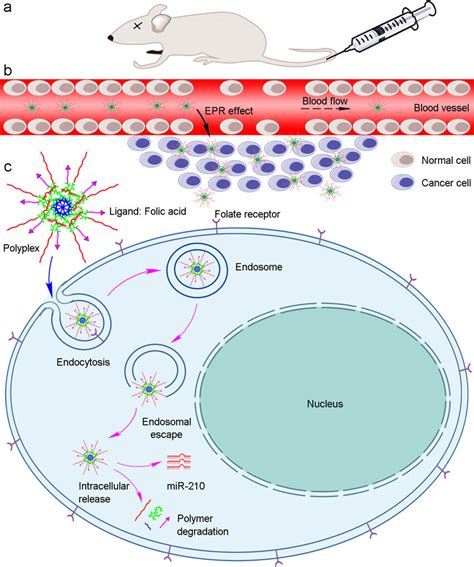 Schematic Illustration Of Mirna Targeted Delivery To Cancer Cells Download Scientific Diagram