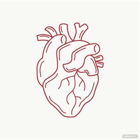 Isolated Human Heart Outline Sketch 11662222 Vector Art At 59 Off