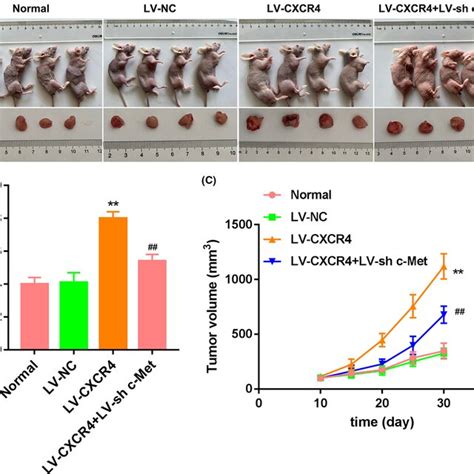 Cxcr4 Overexpression Promoted Tumor Growth Of Hcc In Mice Via The C‐met