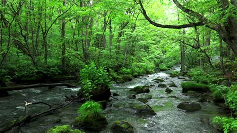 新緑の奥入瀬渓流 三乱の流れ 青森県 200230229 の動画素材 アフロ