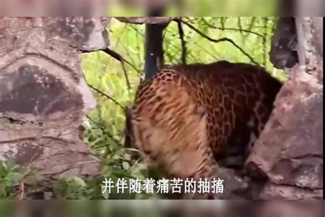 花豹趴在狗洞中剧烈抽搐，当人们小心靠近后，才知怎么回事才知人们