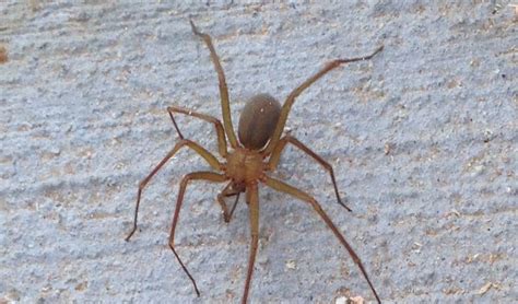 12 Síntomas Para Identificar La Picadura De La Araña Violinista