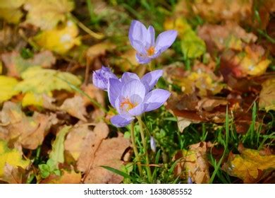 imágenes de Naked lady flower Imágenes fotos y vectores de stock Shutterstock