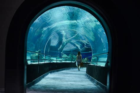 Conhecendo o AquaRio, o Aquário Marinho do Rio de Janeiro | Mala de ...