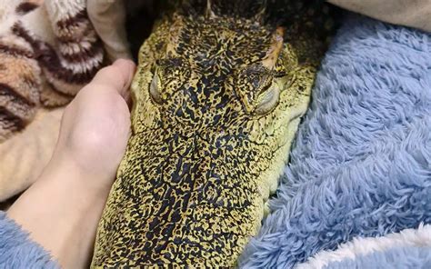 鳄鳄在被窝里一秒入睡 虾多喵 虾多喵 哔哩哔哩视频