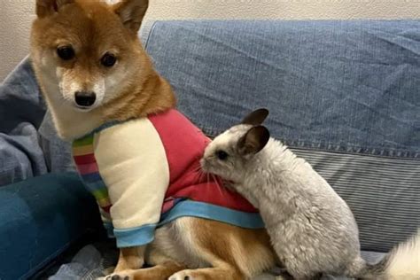 강아지 오빠가 너무 좋아서 껌딱지처럼 등에 찰싹 붙은 ‘귀요미 동생의 정체