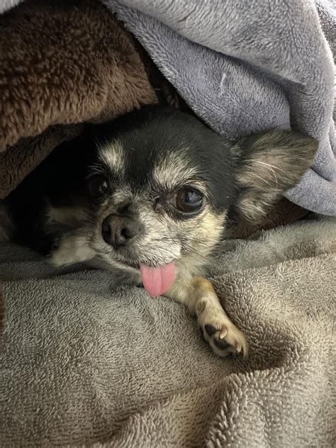 モモママおはよう🐶 今日は福岡も寒そう ️ 暖かくしといてね🐶