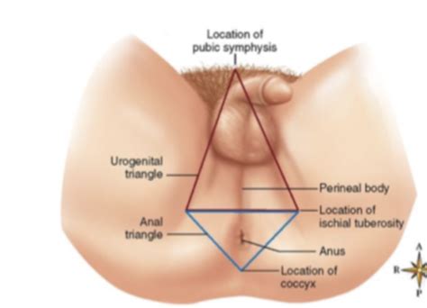 Reproductive System Flashcards Quizlet