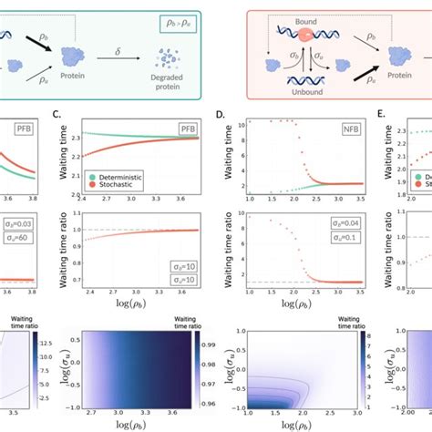 Stochastic Vs Deterministic Waiting Times To Reach A Target Protein