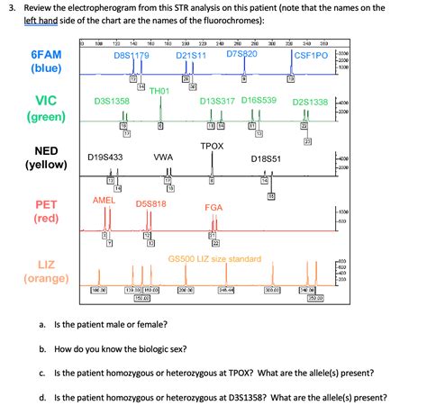 Solved 3 Review The Electropherogram From This Str Analysis