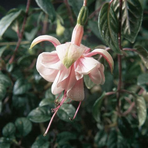Southgate Trailing Fuchsia Fuchsia Hybrid Proven Winners