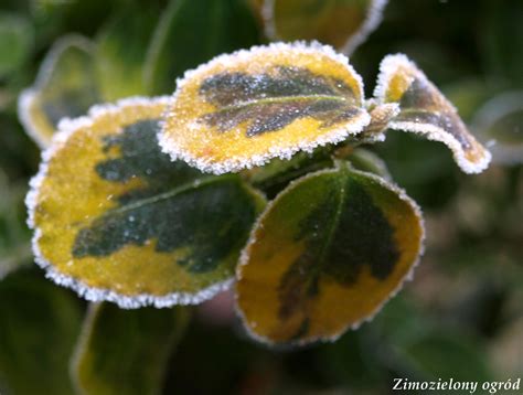 Zimozielony Ogród Pierwszy śnieg