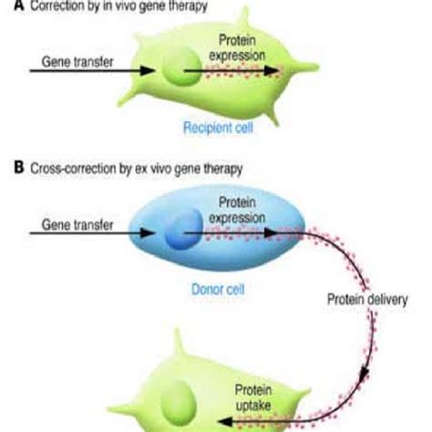 Different Injection Routes Of Naked Dna And Enhancement Strategies