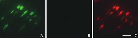 Fluorescence And Antigenicity Of Gfp Are Retained After Fixation And