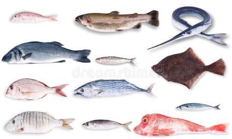 Peixes Frescos No Fundo Branco Foto De Stock Imagem De Refinado