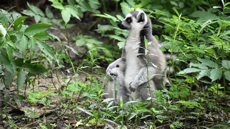 Wer Waren Die Vier Pinguine Aus Madagascar Diy Webseite