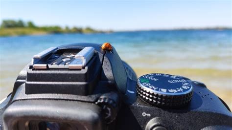 Premium Photo Ladybug Sitting On The Camera