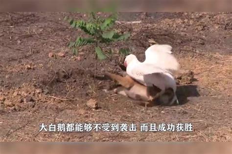 萌娃被大白鹅欺负狗狗火气上来了下一秒笑翻众人 火气 白鹅 萌娃
