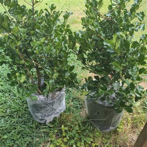 Sky Pencil Holly Ilex Crenata Sky Pencil Quart 1 And 3 Gallon Plant