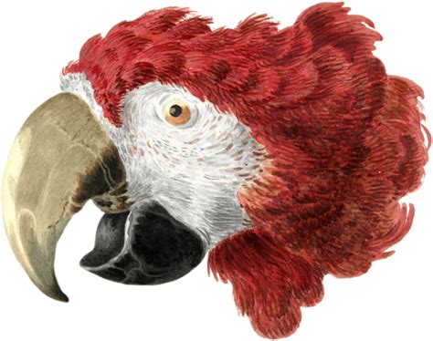 Desenho De Arara Foto Stock Gratuita Public Domain Pictures