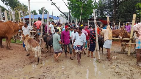 29mar 2023মাঝারি এবং ছোট সাইজের ষাঁড় গরুর দাম জানুন Cow Price In