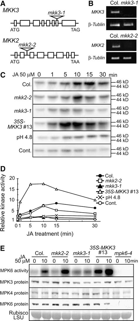 Figure 4 From The Mitogen Activated Protein Kinase Cascade Mkk3mpk6 Is