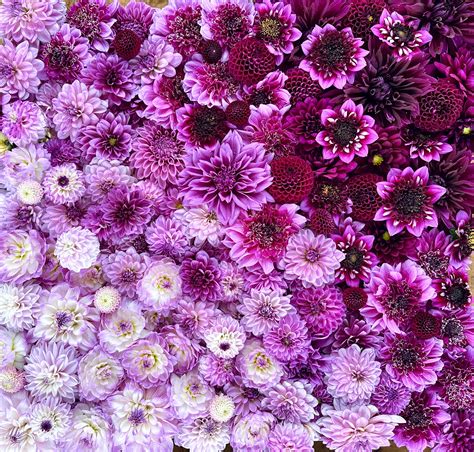 Passion Projects Love Dahlias