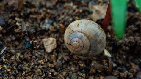 Green Spring Wild Natural Scenery Insect Powerpoint Background For Free Download Slidesdocs