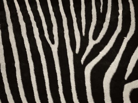 Wallpaper Mural Zebra Fur Wallpaper Murals