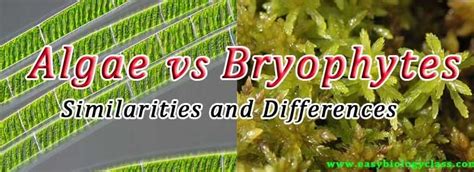 Bryophytes Easy Biology Class