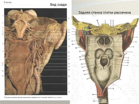 Развитие, анатомия и топография глотки. Возрастные и индивидуальные ...