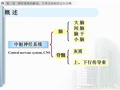 中枢神经系统的解剖、生理及病损的定位诊断 哔哩哔哩