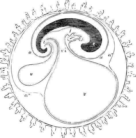 Membranes Of The Ovum Vintage Illustration Canal Membranes Alimentary Vector Canal Membranes