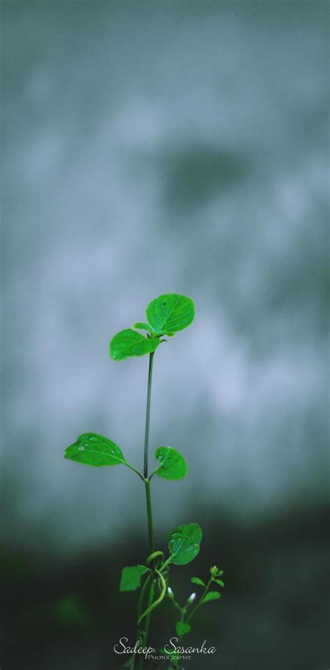 Small Tree Wallpapers Top Free Small Tree Backgrounds Wallpaperaccess