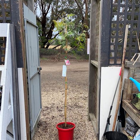 Grevillea Fire Drops Standard 300mm Great Ocean Road Nursery Abn 61 907 322 965