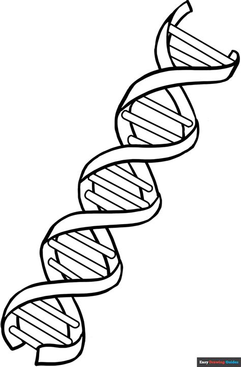 How To Draw Dna Really Easy Drawing Tutorial