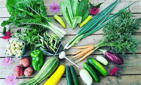 Csa Community Fund Donation Program