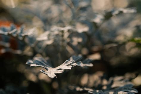 시네라리아는 도시 화단의 아름다운 다년생 식물입니다 아름다운 세네시오 시네라리아 겨울에 대한 스톡 사진 및 기타 이미지 겨울