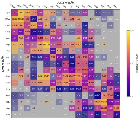 What Is In The Synaptic Physiology Dataset Brain