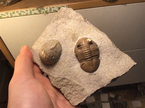 Asaphus Lepidurus Member Collections The Fossil Forum