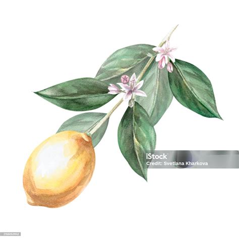 나뭇가지에 레몬 와 잎 꽃 새싹 에 수채화 통하고 있는 와 와 요리책 레모네이드 레스토랑 메뉴 디자인 패브릭 식기를위한 손으로