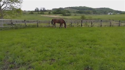 Northern Lake On Twitter 先程の投稿、勝手に動画が短縮されていたので改めて😅 今朝の ドットさん。 「人参🥕」で