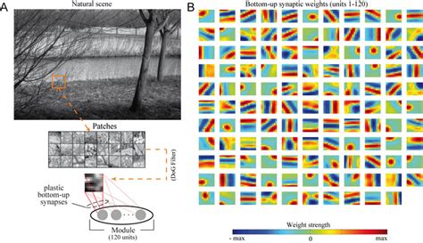 21 Unsupervised Formation Of An Overcomplete Basis For Natural Image