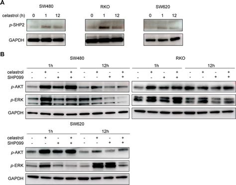 Frontiers Shp2 Inhibition Improves Celastrol Induced Growth
