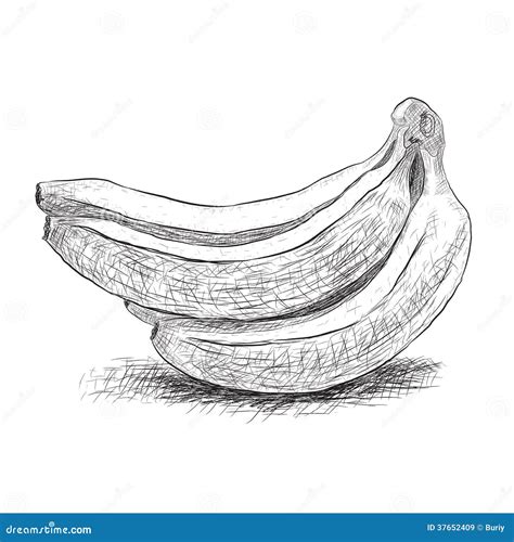 Sketch Banana Stock Vector Illustration Of Nutrient 37652409