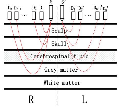 The Structure Of Brain Model Download Scientific Diagram