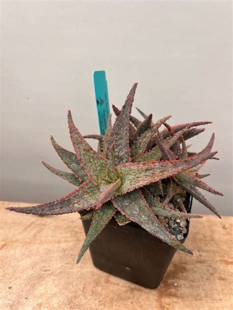 Aloe Raspberry Ruffles 5 Pot Botanic Wonders