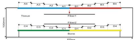 Simplified Model Of The Thigh With 2 Embedded Fibers And