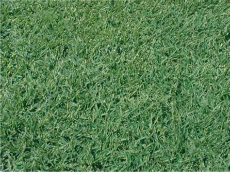 Medallion 100 Tall Fescue Landscape Architect
